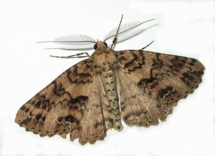 Plaga de polillas en Santiago — FMDOS