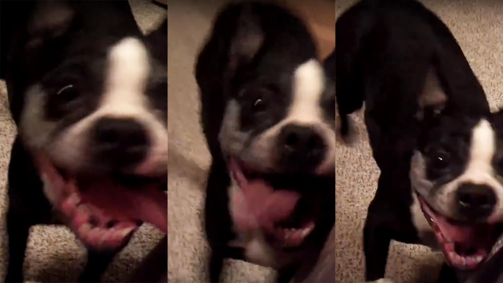 El perro bailarín que arrasa en redes sociales — FMDOS