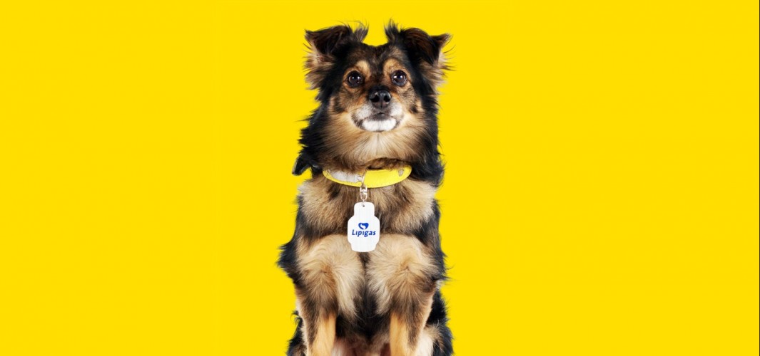 Con este video se despiden del simpático y famoso perrito «Spike» — FMDOS