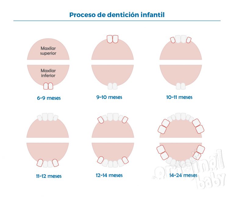 ¿Tu hijo tiene sus primeros dientes? Conoce todo sobre la dentición — FMDOS