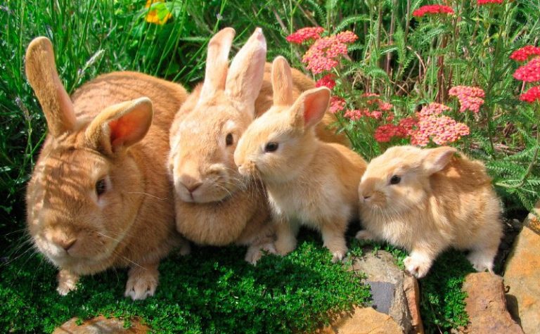 Él es el conejo más tierno y estiloso de Instagram — FMDOS