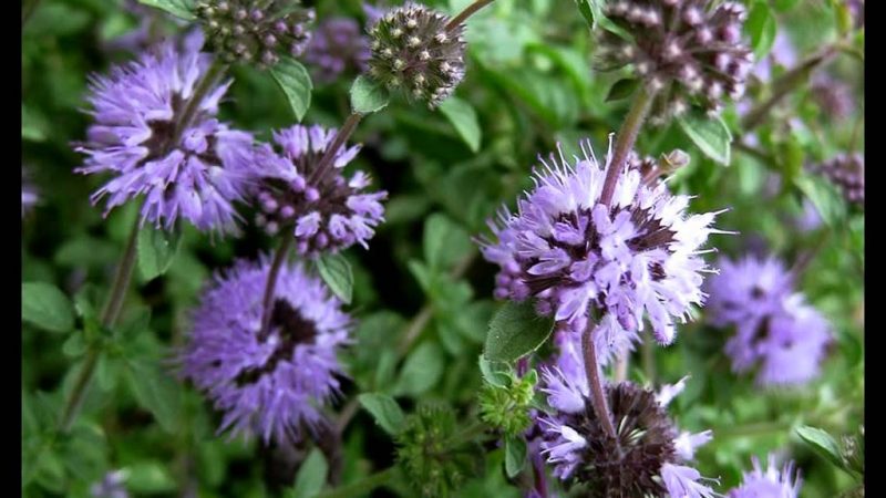 Dato Saludable: Los beneficios del poleo — FMDOS