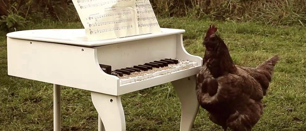 ¡Conmovedor! Mira cómo un gallo toca una hermosa melodía en el piano ...