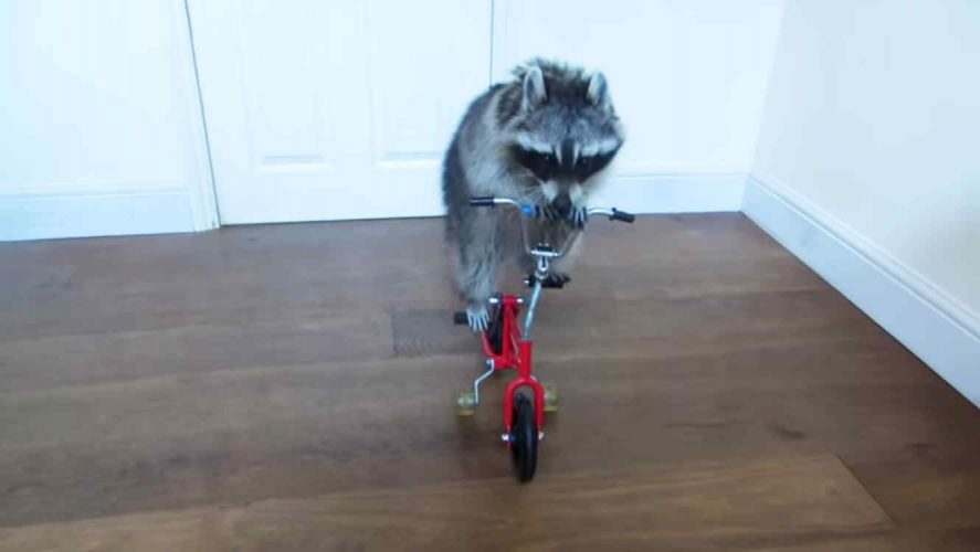 Este mapache revolucionó las redes sociales con su divertido ...