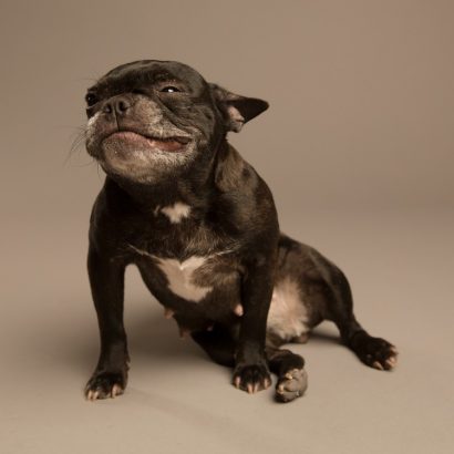 ¡Morimos de risa! Fotógrafo retrata las mejores muecas de perros — FMDOS