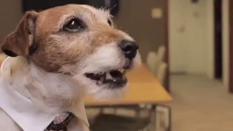 ¡Comprobado! Los perros pueden detectar a una mala persona