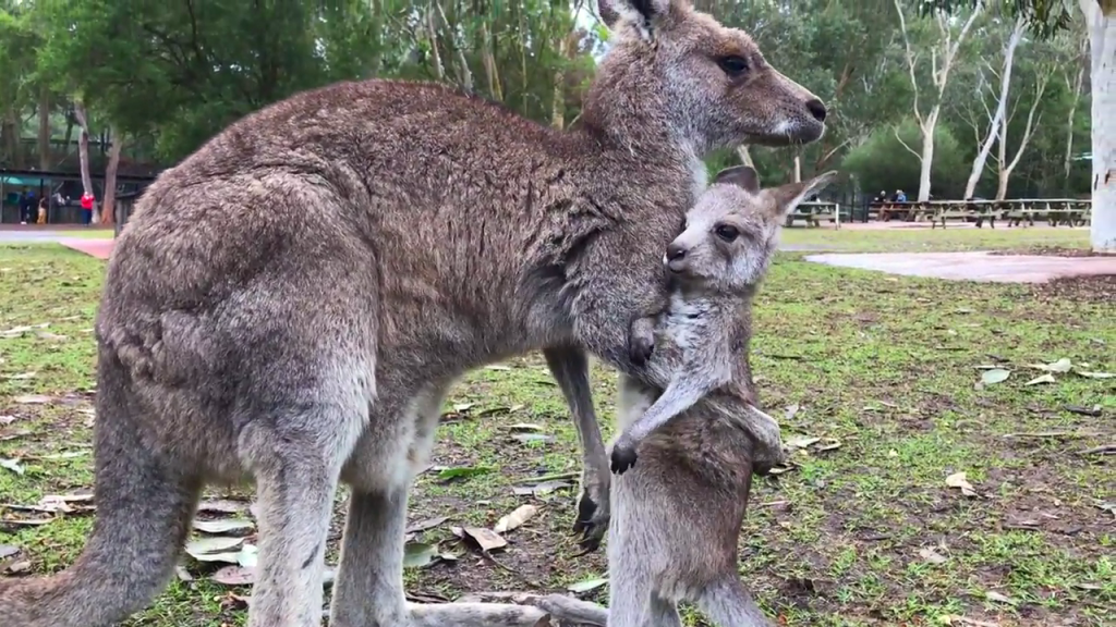 El tierno momento en que un bebé canguro da sus primeros saltos fuera ...