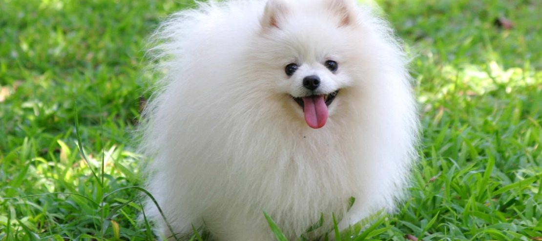 ¿Tu perro suelta mucho pelo? Toma nota de estos prácticos tips