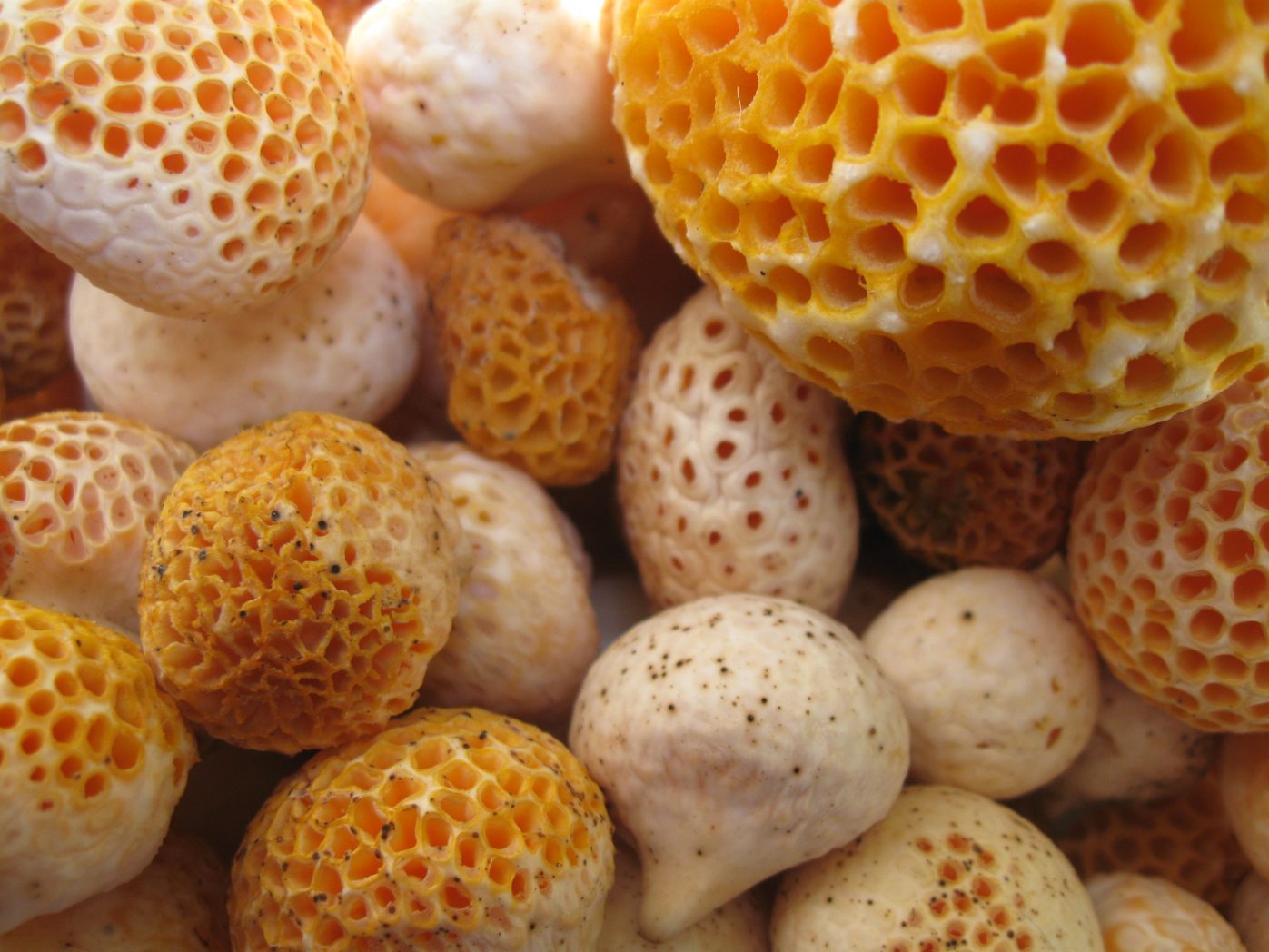 #DatoSaludableALaChilena Digüeñe, el hongo del sur de Chile que ...