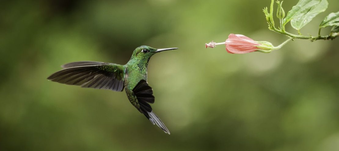 Conoce la leyenda del colibrí que te hará reflexionar