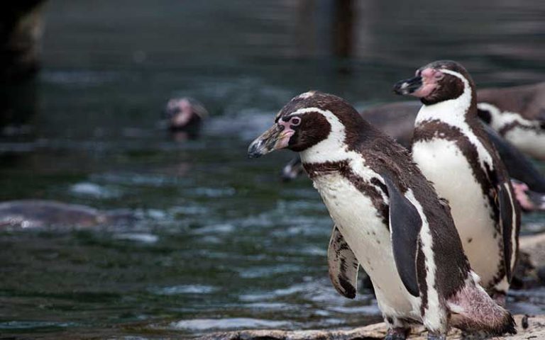 Los 11 animales nativos chilenos que están en peligro de extinción