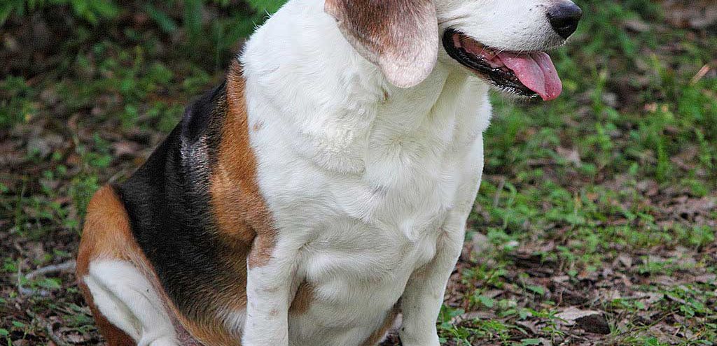Cuida a tus mascotas de la obesidad teniendo presente estos puntos — FMDOS