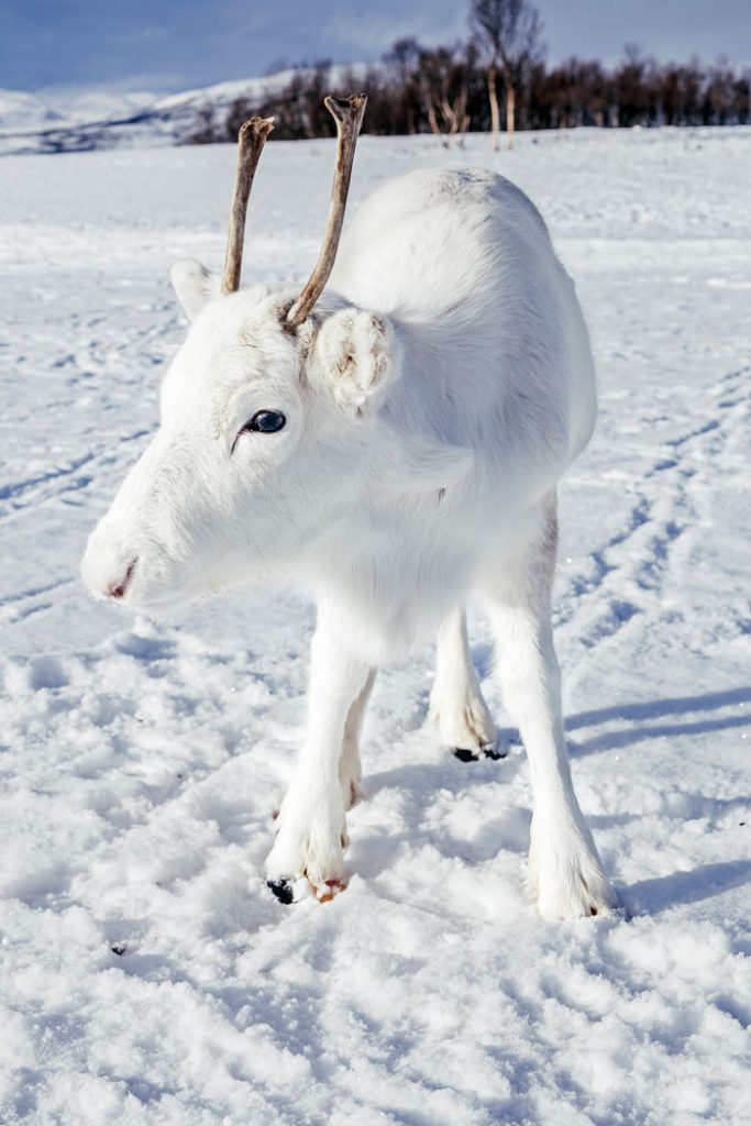 Mira las tiernas imágenes de un raro reno blanco en medio de la nieve