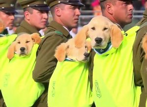 Debut de la PDI, más mujeres y perritos: Parada Militar 2019