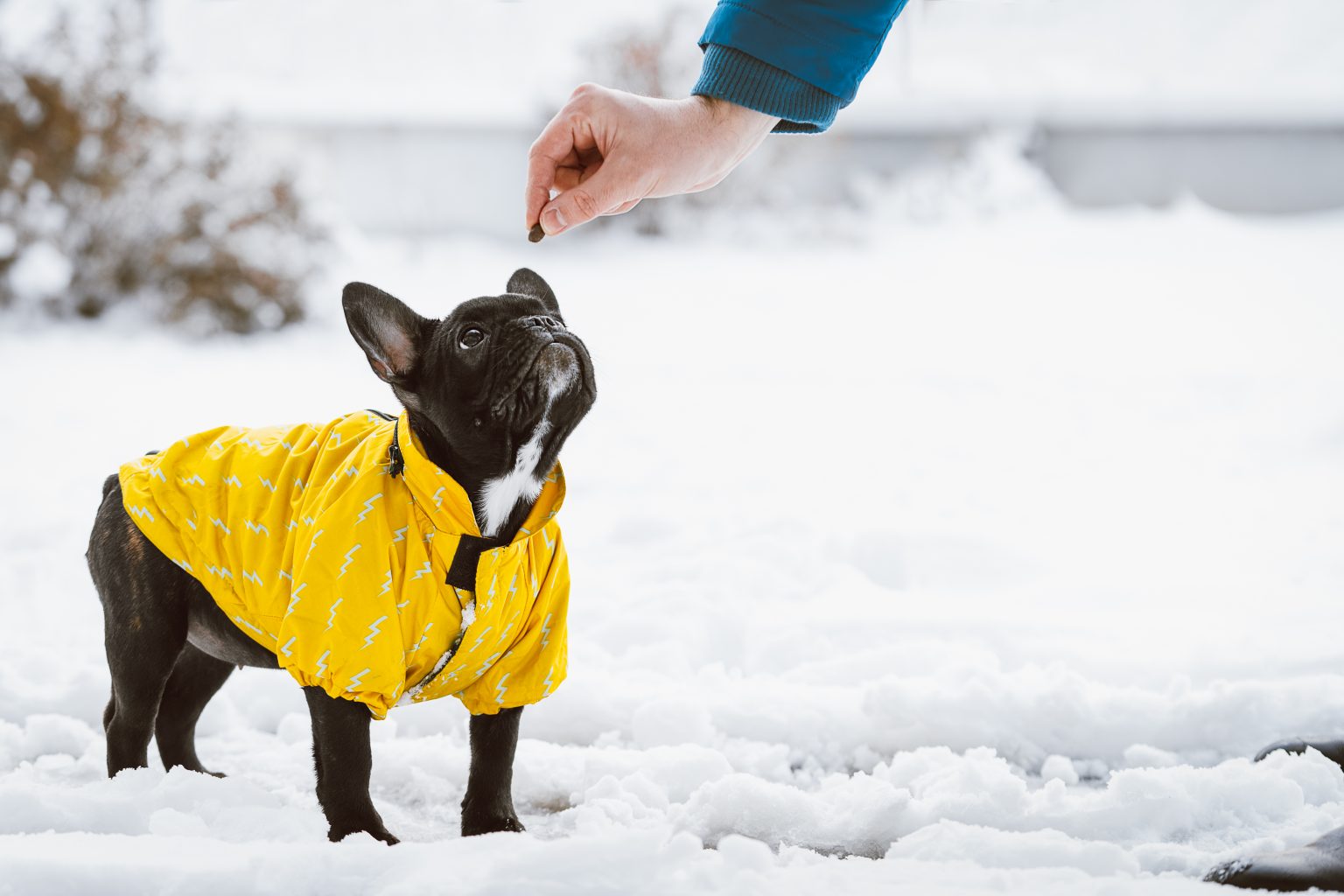 Tras bajas temperaturas ¿Qué perros pasan más frío en el invierno?