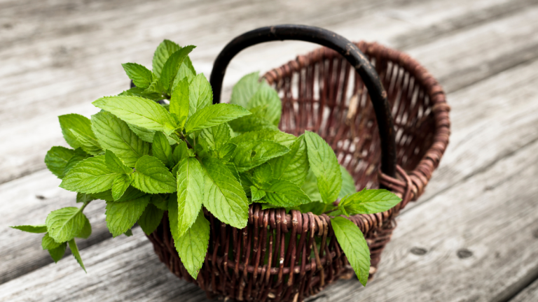Menta: Para que sirve, propiedades y cuáles son sus usos