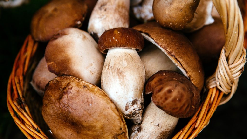Los increíbles beneficios de comer setas y champiñones