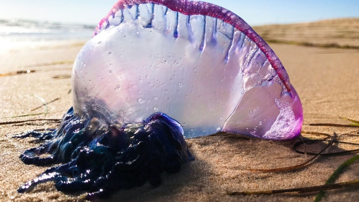 Fragata Portuguesa en Chile: Qué causa la picadura y cuál es su tratamiento