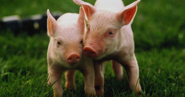 Soñar con cerdos: ¿Cuáles son sus significados?