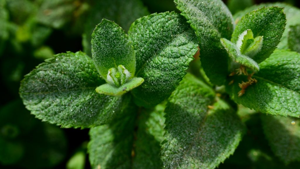 Beneficios de la menta: Te contamos todo lo que tienes que saber