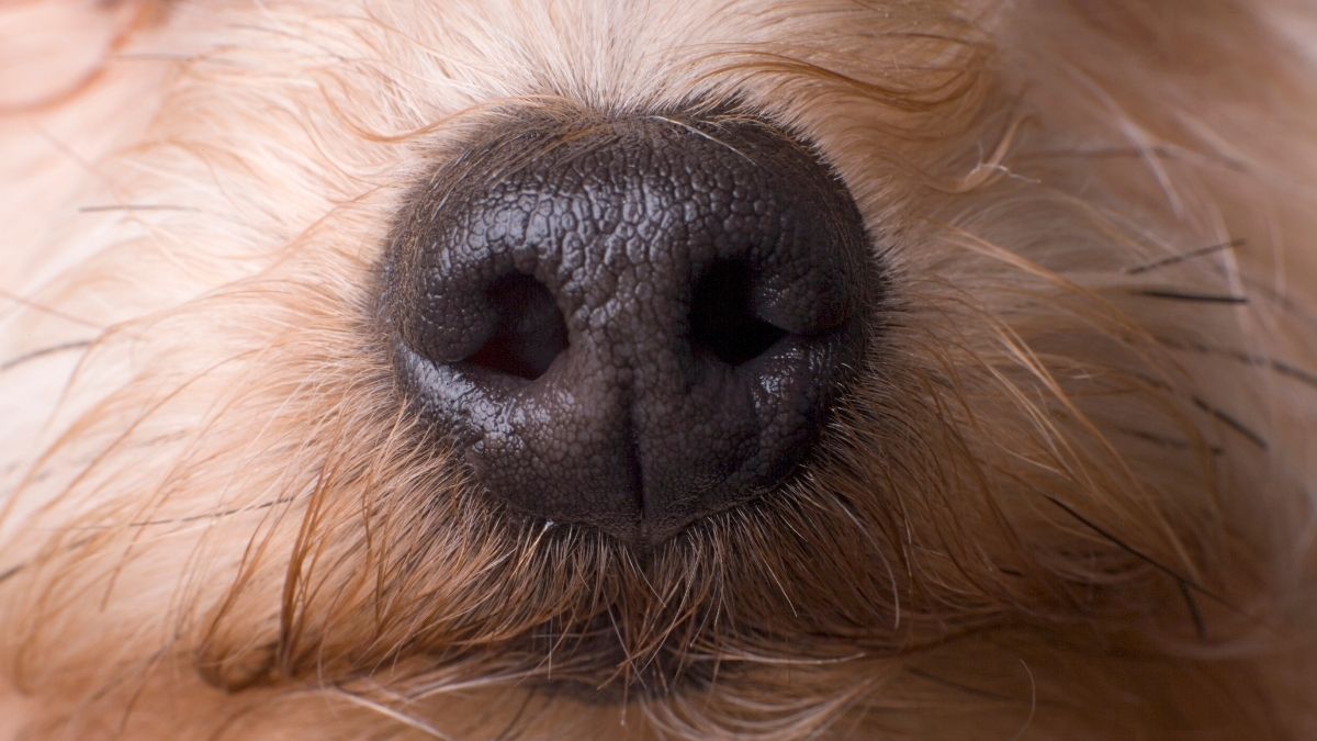 Los 4 olores que no sabías que percibe tu perro