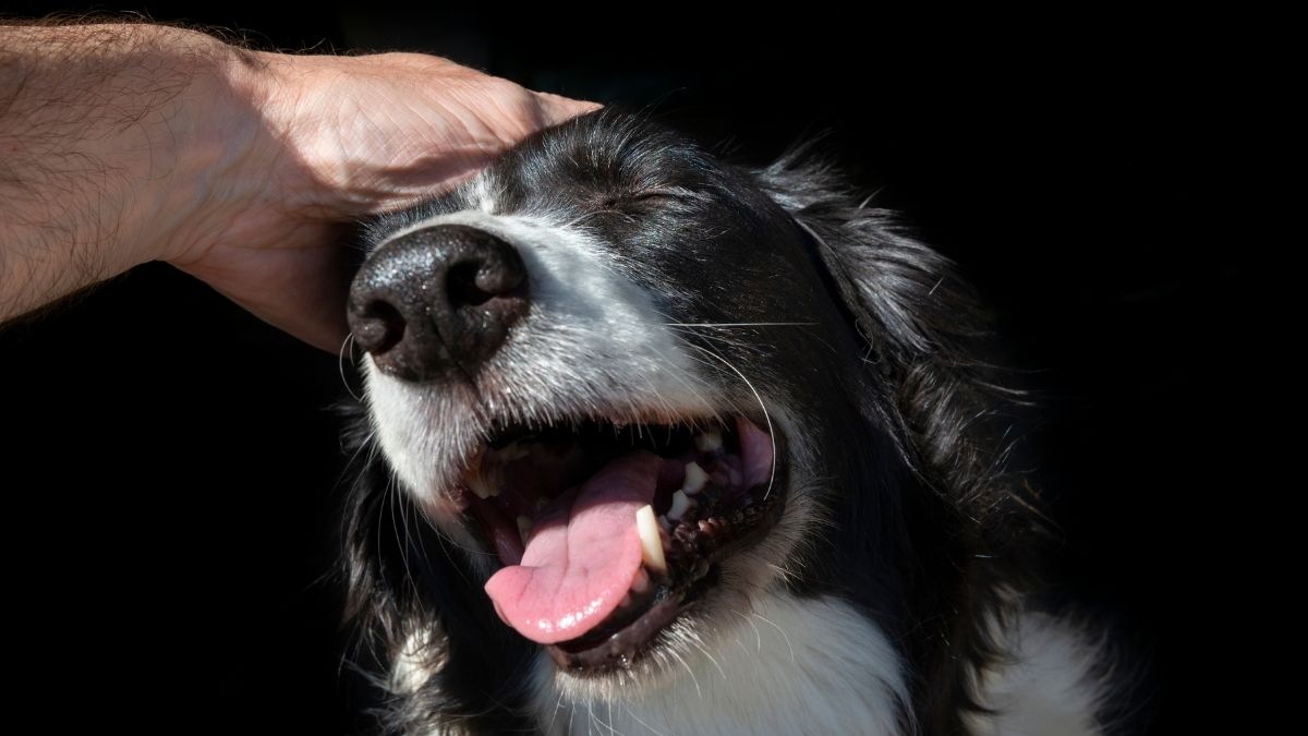Los 4 olores que no sabías que percibe tu perro
