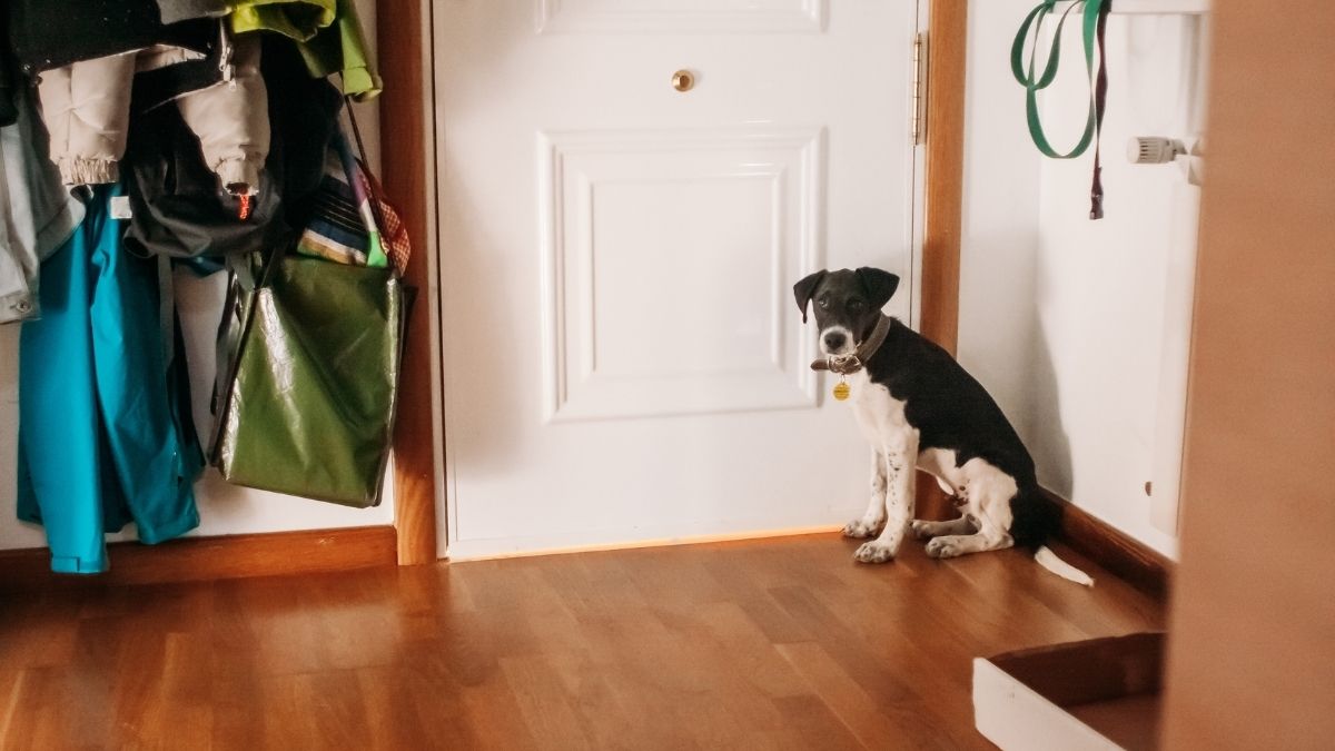 ¿Qué es la ansiedad en los perros y cómo evitarla?