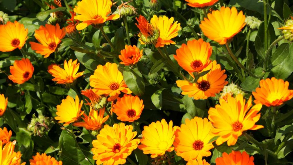 ¿Qué es la caléndula y para qué sirve? Estos son sus beneficios
