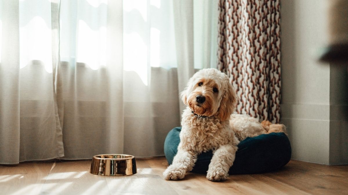¿Qué es la ansiedad en los perros y cómo evitarla?