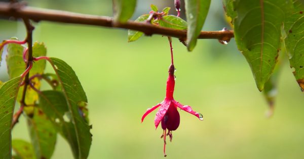 Chilco: ¿Cuáles son los beneficios para nuestra salud?