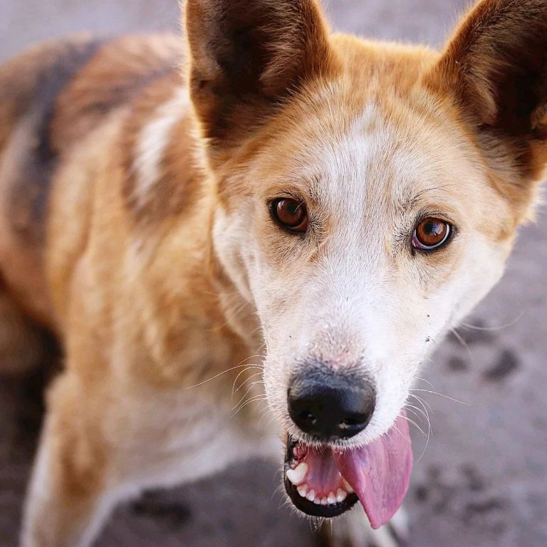 Afirman que quiltro chileno tiene mejor salud que los perros de raza