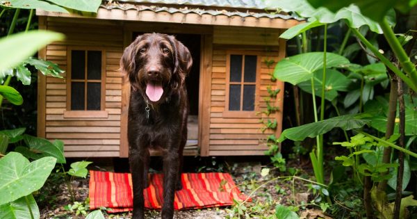 Tips para elegir el mejor hogar para tus mascotas