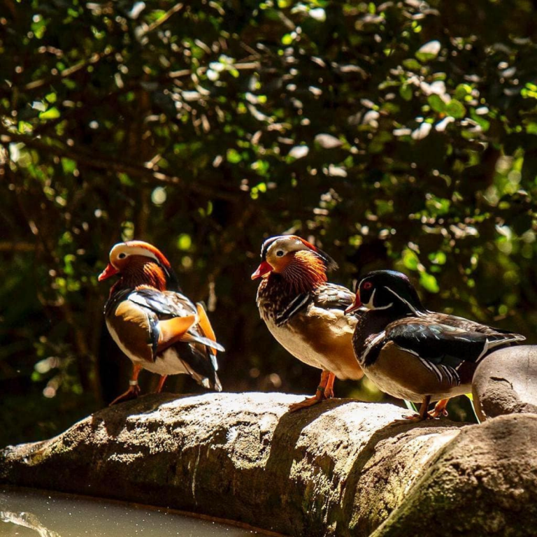 Parque Tricao, mucho más que un aviario