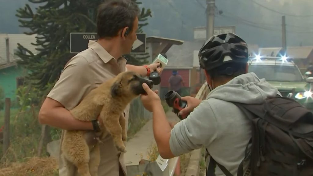 ¡Todo un héroe! Gonzalo Ramírez rescató a un perrito en Tomé y su ...