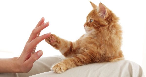 ¡Falso, falso! Estos son 10 mitos sobre tu minino en el Día ...