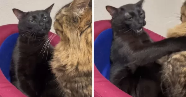 ¡Te asombrarás! Este es el origen del meme del gato negro que se ha ...