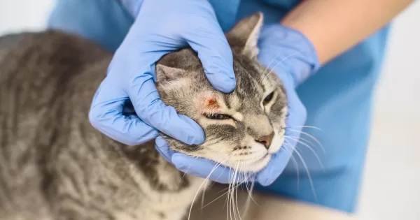Hongo del Gato: Infectólogo nos revela tips para detectar sus síntomas ...