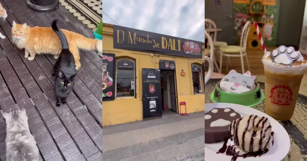 Este es el café que todo amante de los gatos debe visitar: podrás ...