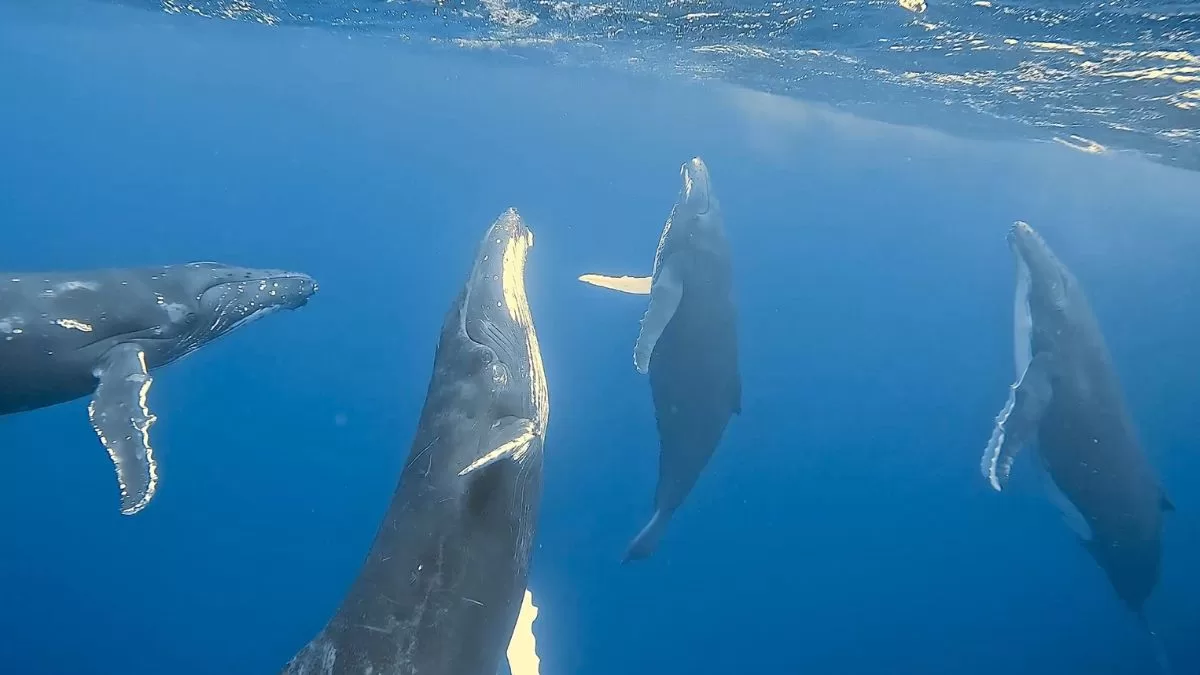 Soy chilena, nado con ballenas en la isla donde se inspiró Avatar y ...